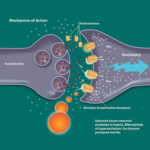 Today's Head Lice Standard of Care