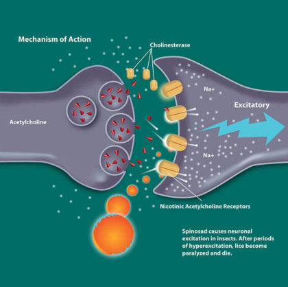 Today's Head Lice Standard of Care